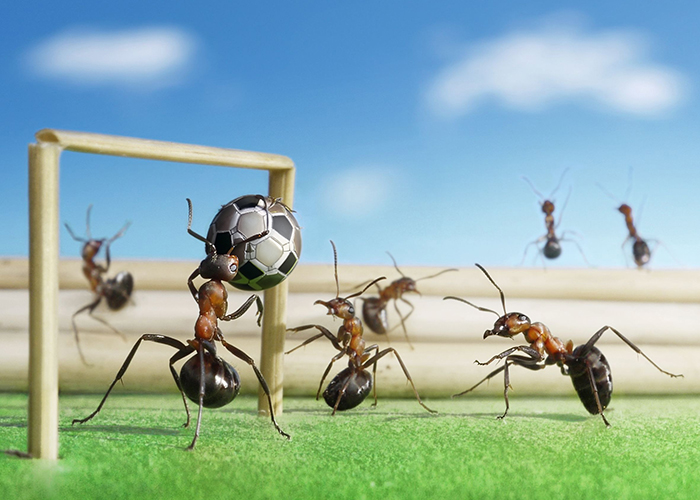 The Ant Game | Asia Private Equity Centre Limited
